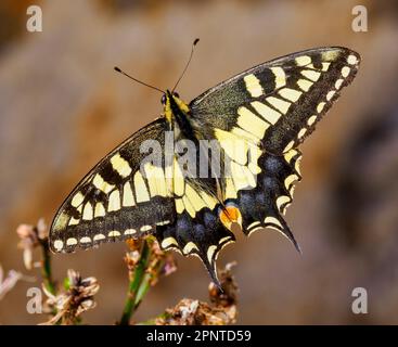 Swallowtail butterfly (Papillio machaon) in flight, closeup Stock Photo ...