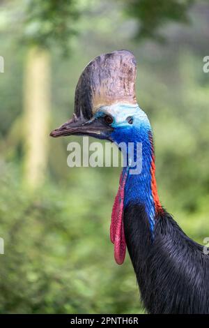 southern cassowary, (Casuarius casuarius), vertical head portrait ...