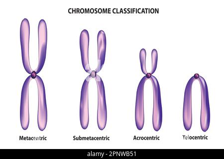 mitosis cell division. Vector diagram. Poster for education Stock ...