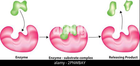 lock and key model of enzyme, Biological model of lock and key ...