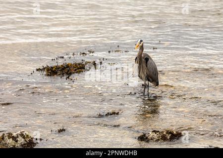 A Pacific great blue heron, known for wading in the water on its tall ...