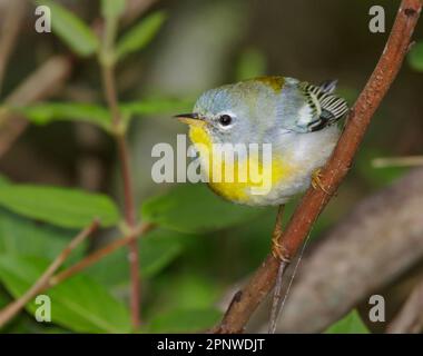 Northern parula, female (Setophaga americana Stock Photo - Alamy
