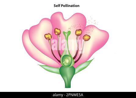 cross pollination and self pollination, botany illustration of self ...