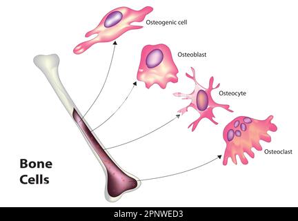 Blood cells Formation ( bone marrow produce blood cells series ...