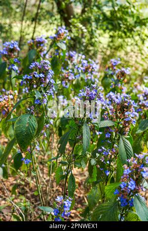 Lush blooming purple philodendron in the garden Stock Photo - Alamy