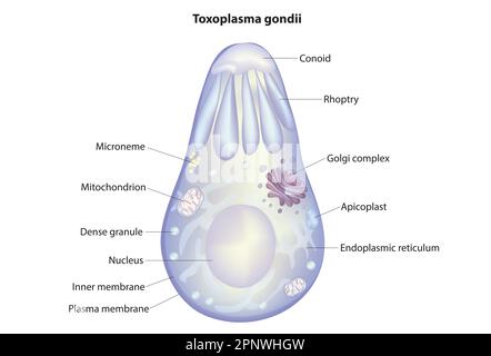 Toxoplasma gondii. Cell Structure and anatomy. Vector illustration ...