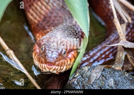 Front view of a Northern Water Snake taking its time to swallow down a ...