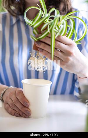 Female hands transplant variegated monstera with root putting into ...