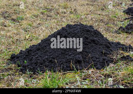 Molehills. Mole mounds. Mole hills. A meadow damaged by a group of ...