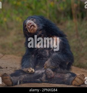 MOVING images of what could be the world’s saddest grandpa sloth bear ...