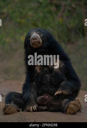 MOVING images of what could be the world’s saddest grandpa sloth bear ...