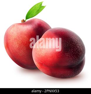 Two whole nectarine fruits with leaves isolated on white background ...