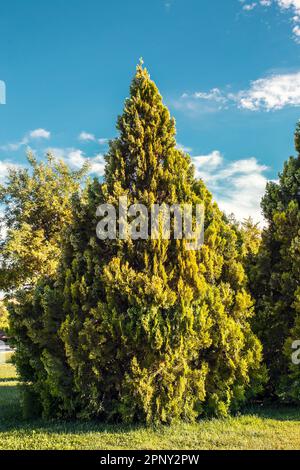 green landscape with Cypress tress on green grass Stock Photo - Alamy
