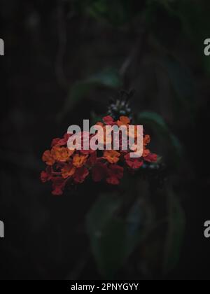 Selective focus closeup of the Lantana flowers Stock Photo - Alamy