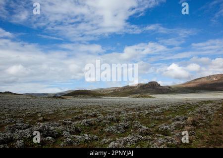 Afro-alpine Meadows Sanetti Pleateau in Bale Mountains National Park ...