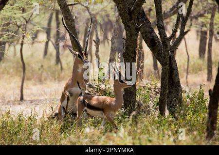 Grant's gazelle mating Stock Photo - Alamy