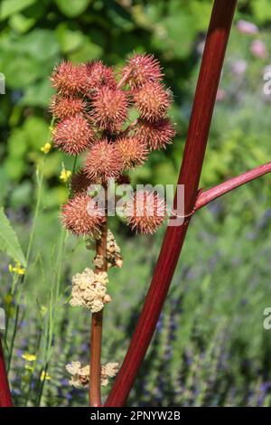 Bright red castor bean flowers with green leaves glowing in natural ...
