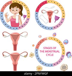 Infographic of stages of the menstrual cycle illustration Stock Vector Image & Art - Alamy