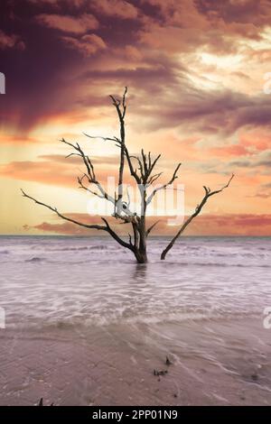 Surreal twisted dead trees at Driftwood Beach in South Carolina under a ...