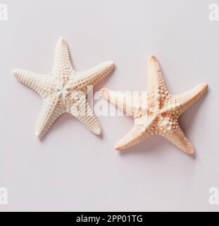 Different types of white starfish isolated over a white background ...