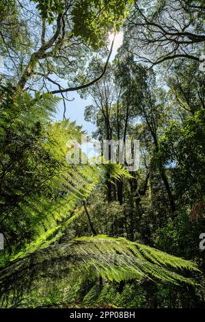 Landscape, rainforest, tree fern (Dicksonia antarctica), Dandenong ...