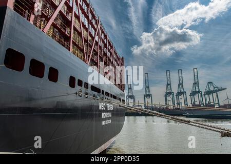 Antwerp, Belgium. 21st Apr, 2023. MSC Belgium CEO Marc Beerlandt poses ...