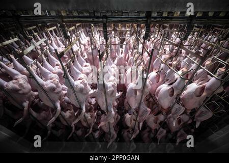 Ahlhorn, Germany. 21st Apr, 2023. Slaughtered and plucked turkeys hang ...