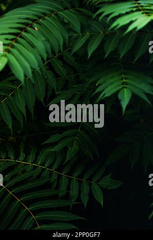 Incredibly beautiful leaves in the shade. Vertical screensaver of ...