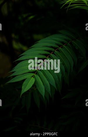 Incredibly beautiful leaves in the shade. Vertical screensaver of ...