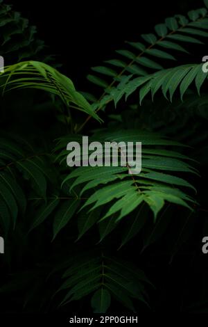 Incredibly beautiful leaves in the shade. Vertical screensaver of ...