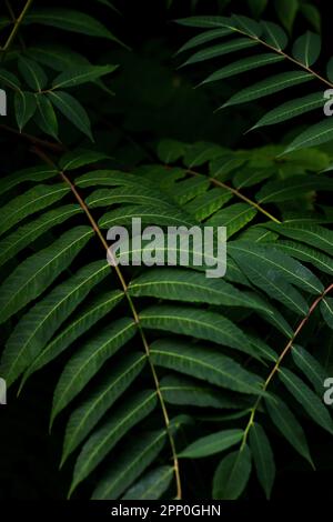 Incredibly beautiful leaves in the shade. Vertical screensaver of ...