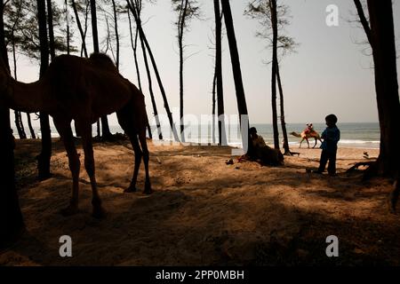 Camels used for Beach ride, tied to a tree Stock Photo - Alamy