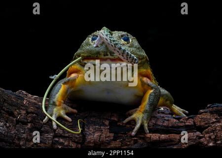 INCREDIBLE images taken from a garden in Indonesia show how an African ...