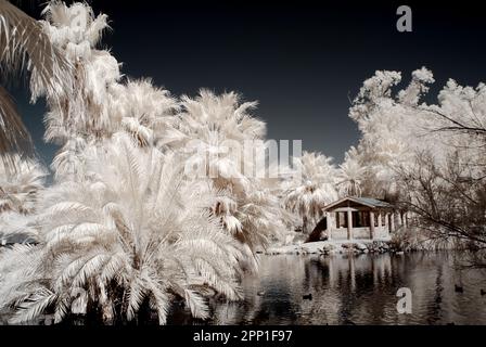 Mysterious and alien appearing palm tree tropical lagoon Stock Photo ...