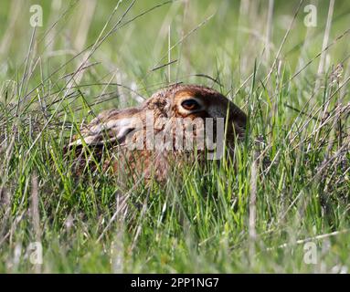 A Hare's head pops up after keeping it down in its form in the Cotswold ...