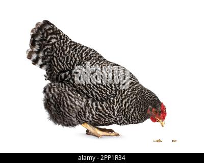 Female Amrock chicken, standing side ways. Isolated on a white ...