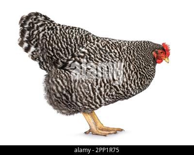 Female Amrock chicken, standing side ways. Isolated on a white ...