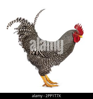 Impressive Amrock rooster, standing side ways eating food from floor ...