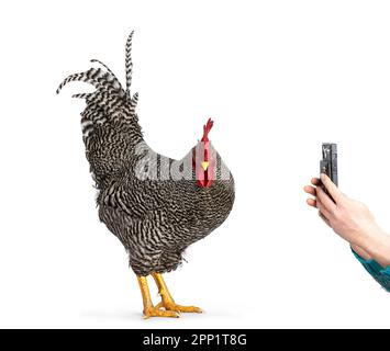 Impressive Amrock rooster, standing side ways eating food from floor ...