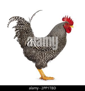 Impressive Amrock rooster, standing side ways. Isolated on a white ...