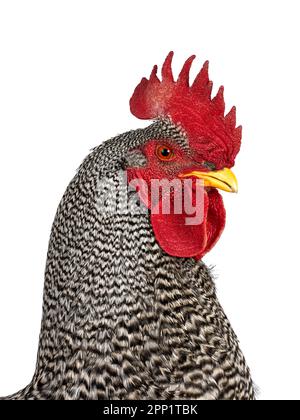 Impressive Amrock rooster, standing side ways eating food from floor ...