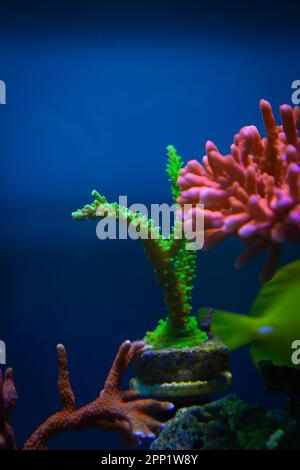 Montipora Digitata red - Acropora Yongei - Montipora Setosa in reef ...
