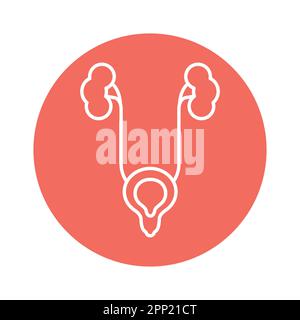 Male genitourinary system color line icon. Pictogram for web page ...