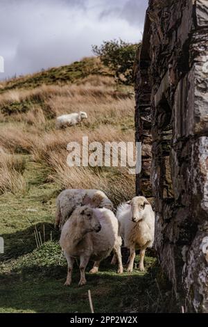 sheep in Wales, Snowdonia , exploring the hills and valley looking at ...