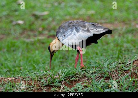Curicaca bird (Theristicus caudatus) , large-beaked waders typical of ...