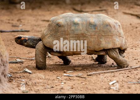 Jabuti- Piranga or Red-footed tortoise (Chelonoidis carbonaria ...