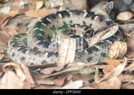 Jararaca Snake (Bothrops Jararaca) . Poisonous brazilian snake Stock ...