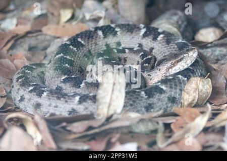 Jararaca Snake (Bothrops Jararaca) on the ground. Poisonous Brazilian ...