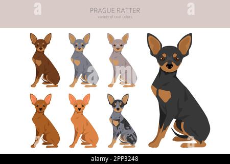 Prague Ratter clipart. All coat colors set. All dog breeds ...