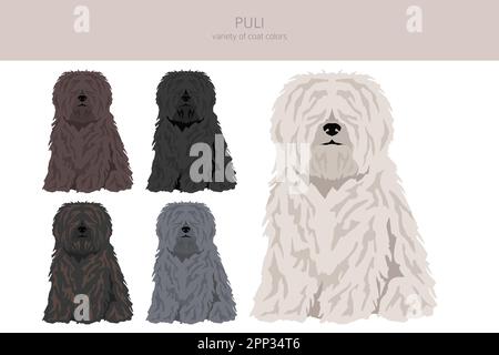 Puli clipart. Different poses, coat colors set. Vector illustration ...